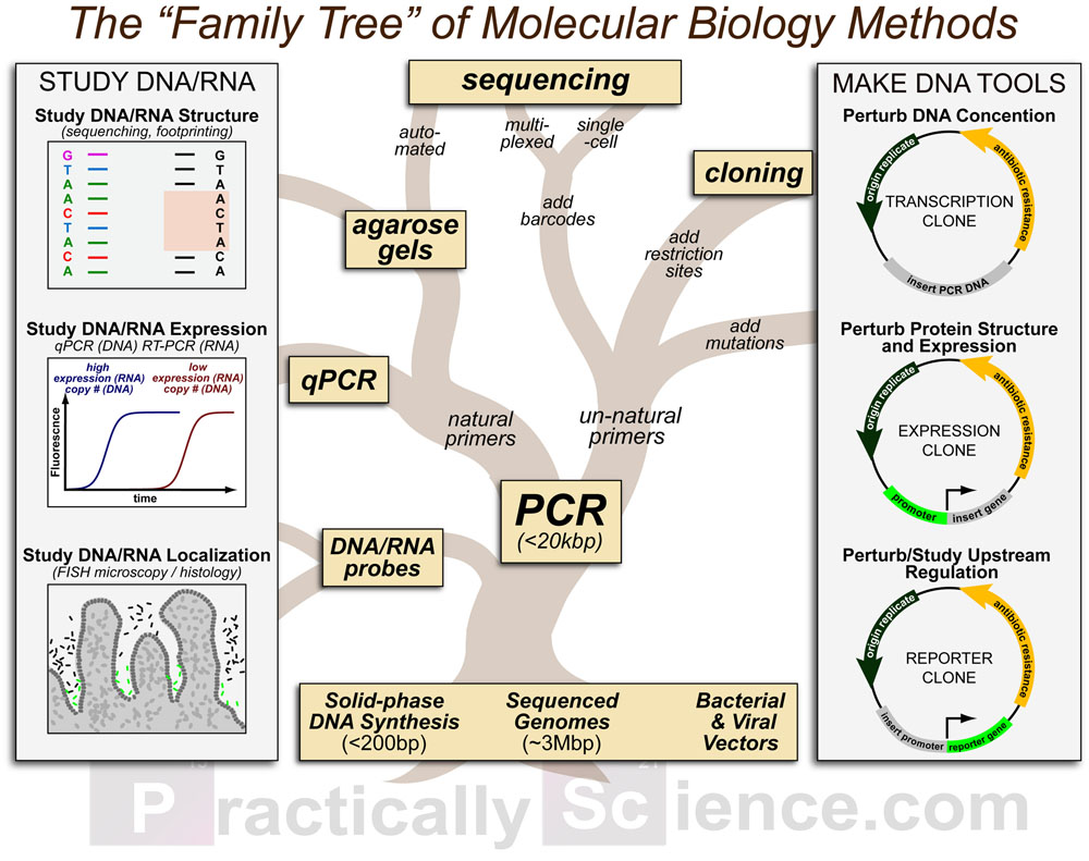 Gene Family Molecular Biology