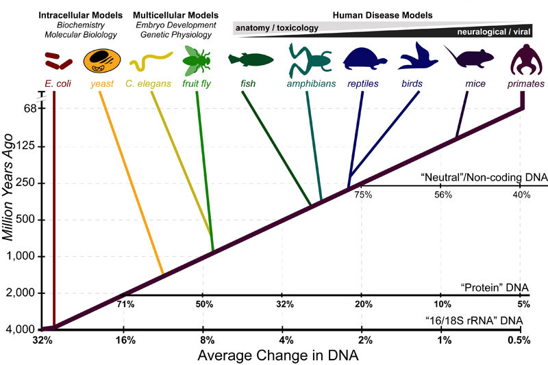 FIG01 evolutions molecular clock v20 op Practically Science