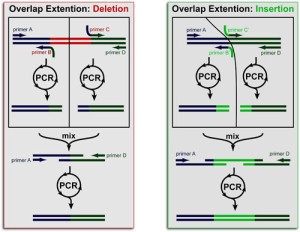 Molecular Biology Archives - Practically Science